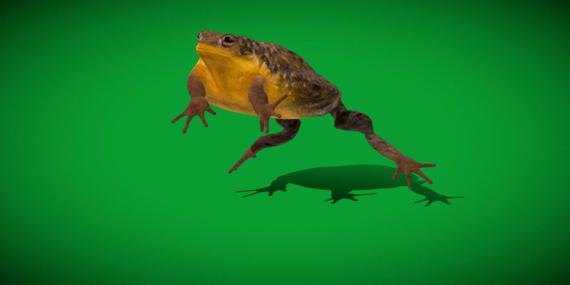 African Bullfrog 3D Model - TurboSquid 2348486