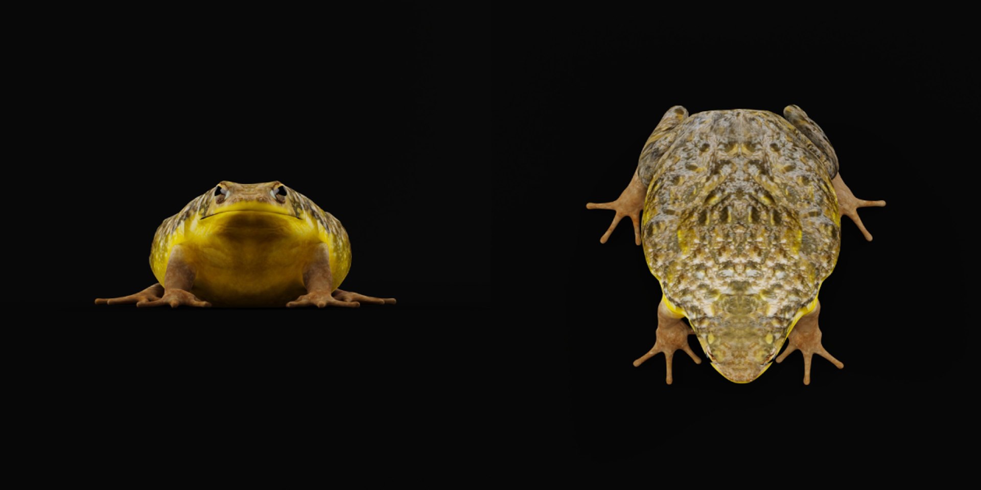 African Bullfrog 3D Model - TurboSquid 2348486