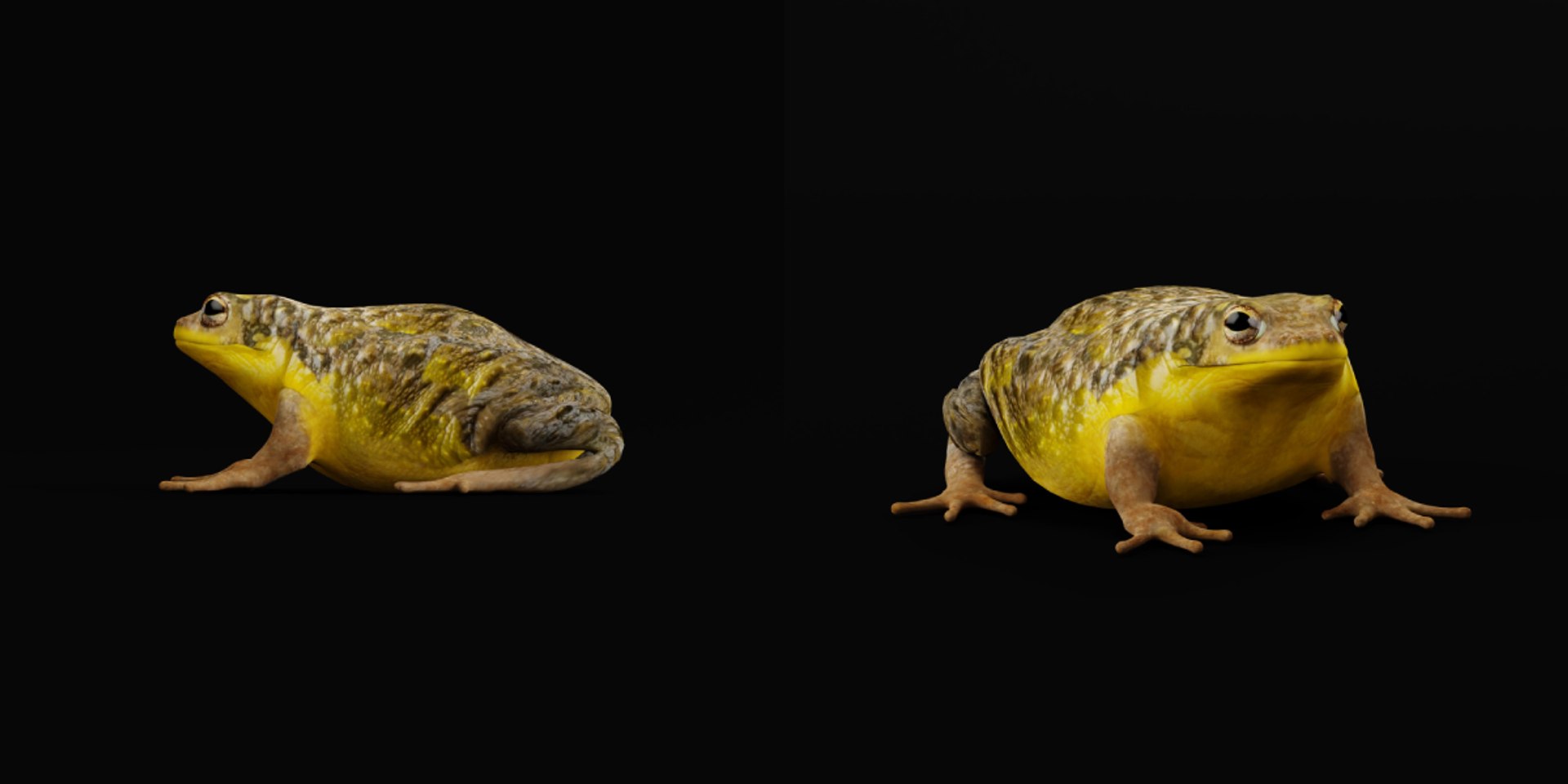 African Bullfrog 3D Model - TurboSquid 2348486