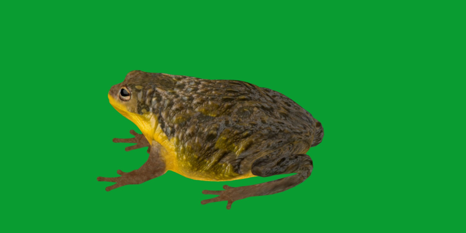 African Bullfrog 3D Model - TurboSquid 2348486