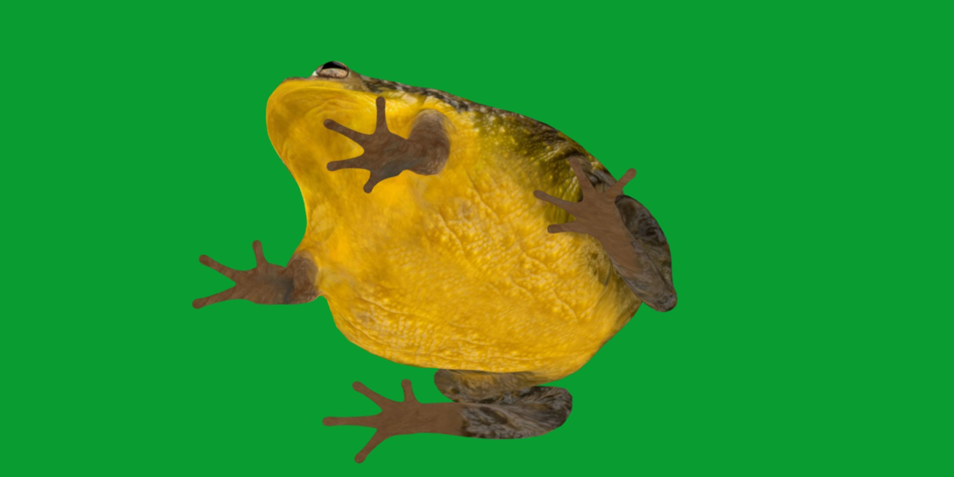 African Bullfrog 3D Model - TurboSquid 2348486