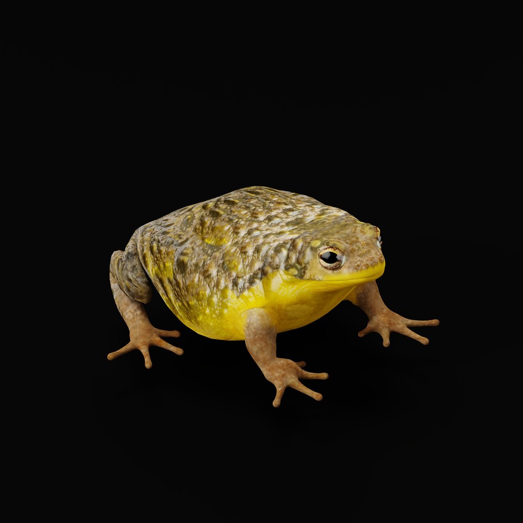 African Bullfrog 3D Model - TurboSquid 2348486