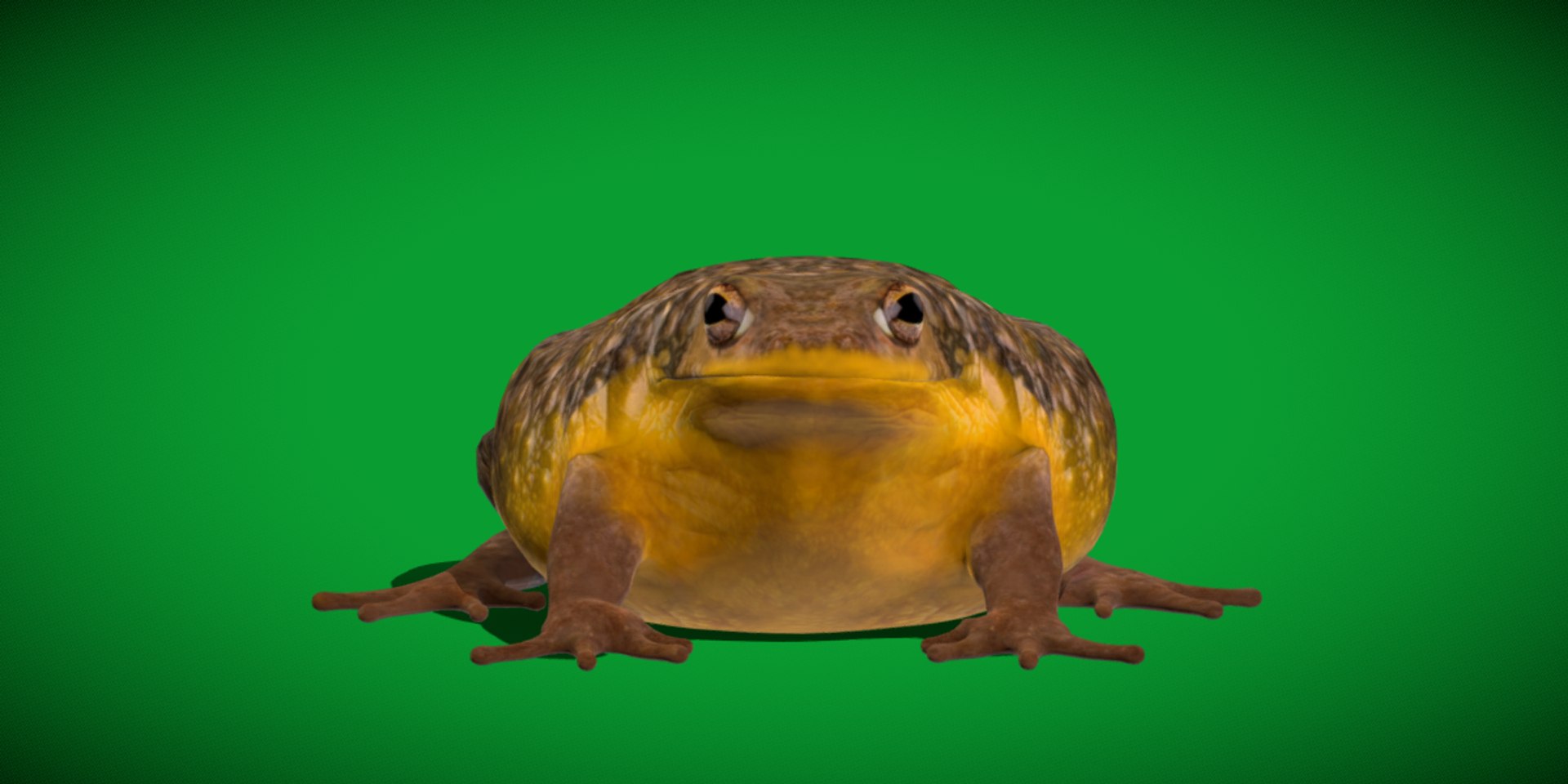 African Bullfrog 3D Model - TurboSquid 2348486