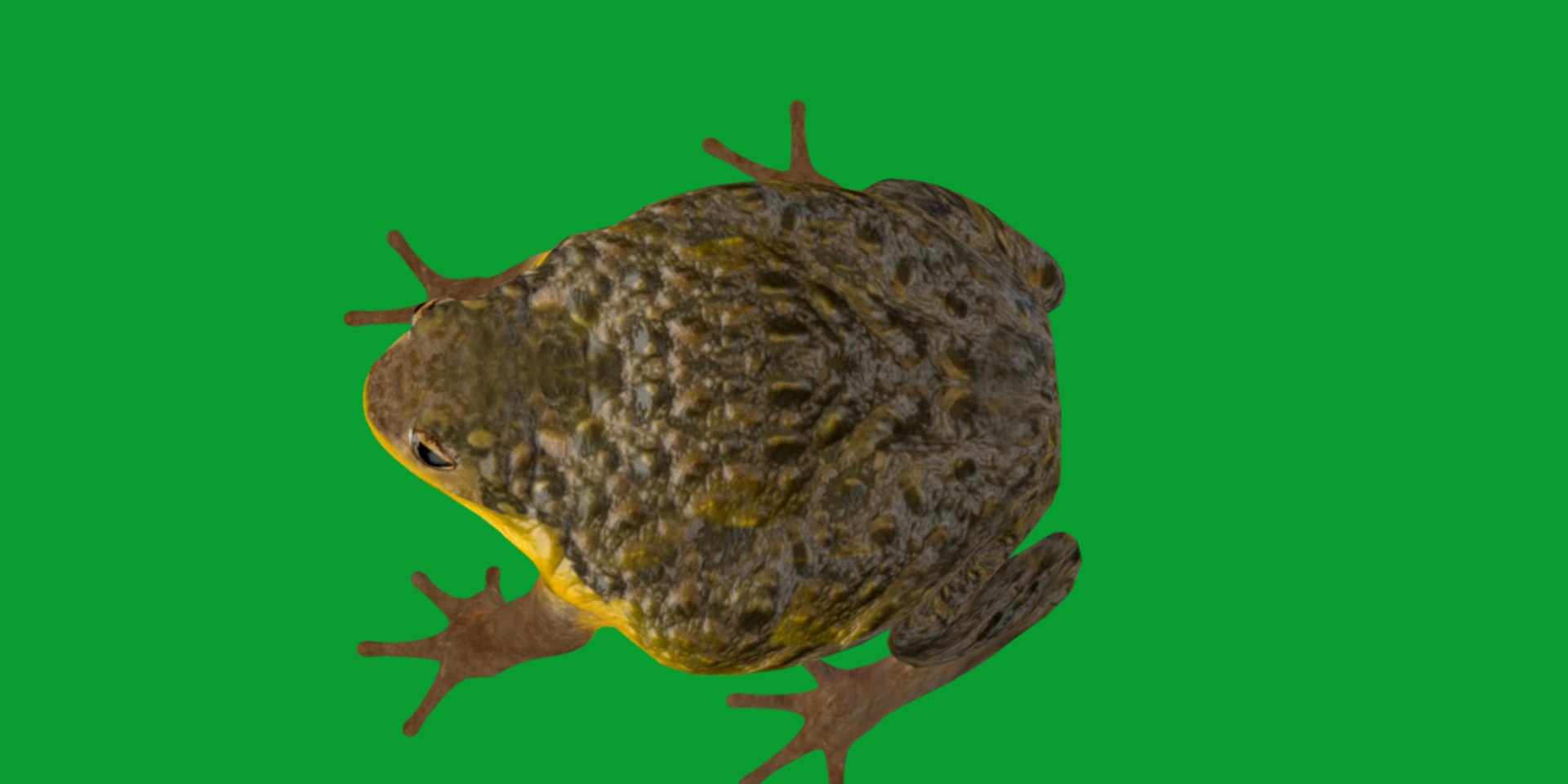 African Bullfrog 3D Model - TurboSquid 2348486