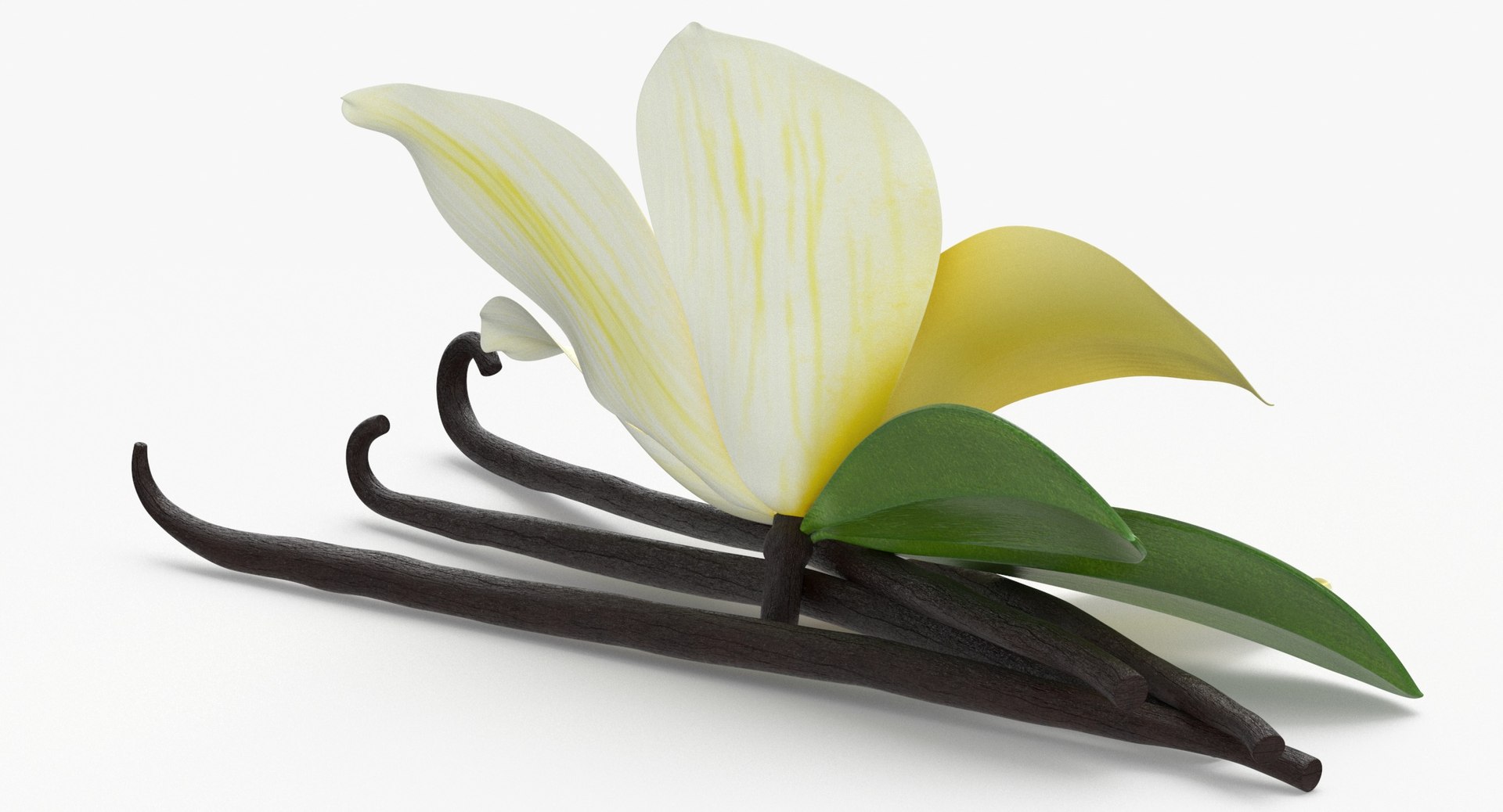 Prop 07 Vanilla Flowers And Beans Model - TurboSquid 2142675