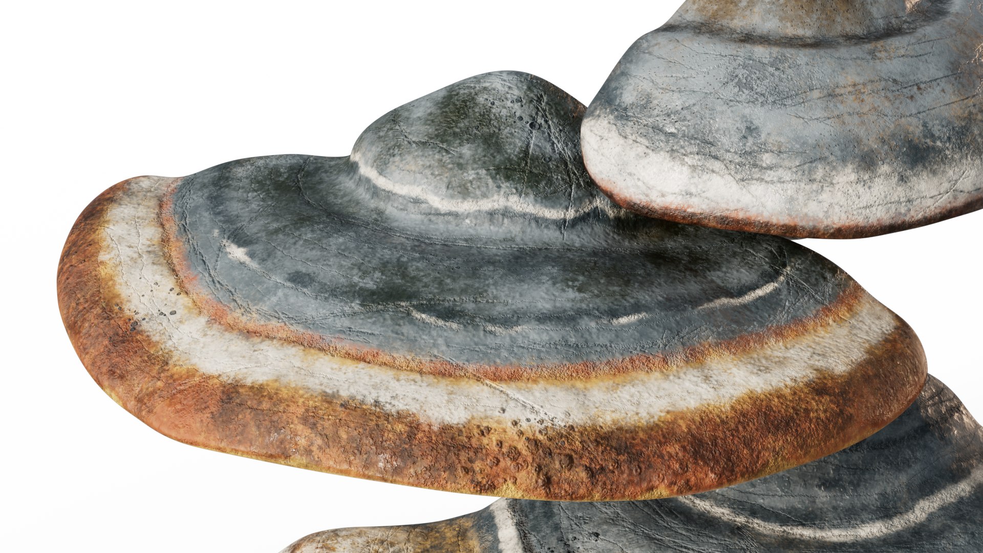 3D model Hoof Fungus - TurboSquid 2150888