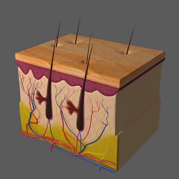 modelo 3d Anatomia de la piel - TurboSquid 698110