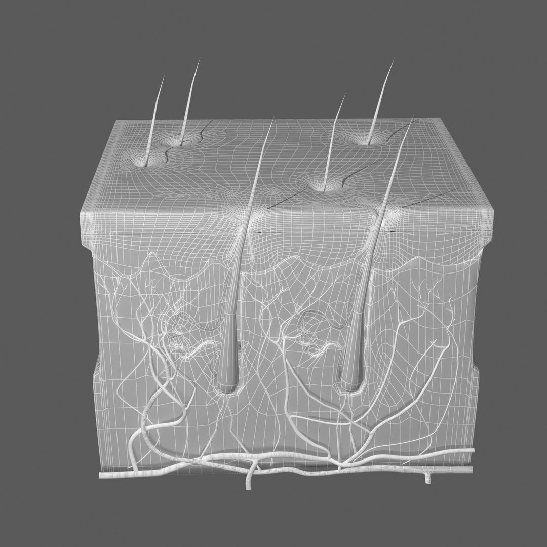 Human Skin Anatomy 3d Model