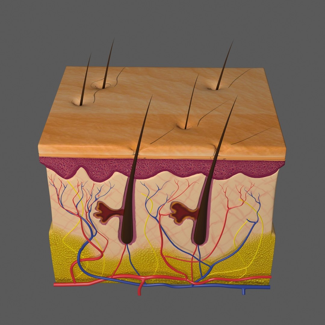 Human Skin Anatomy 3d Model