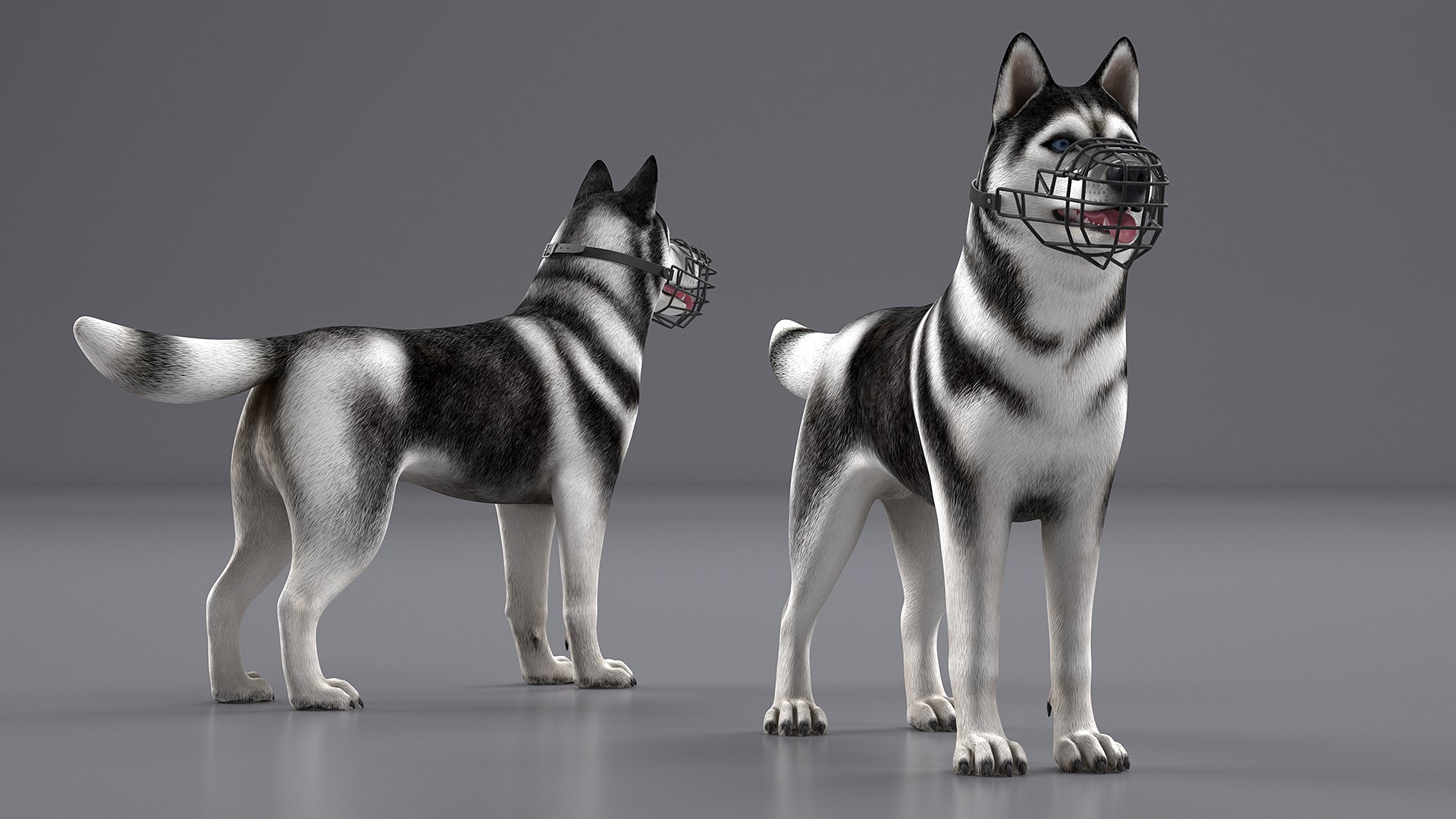 Siberian Husky Black And White With Muzzle 3D Model - TurboSquid 2282946