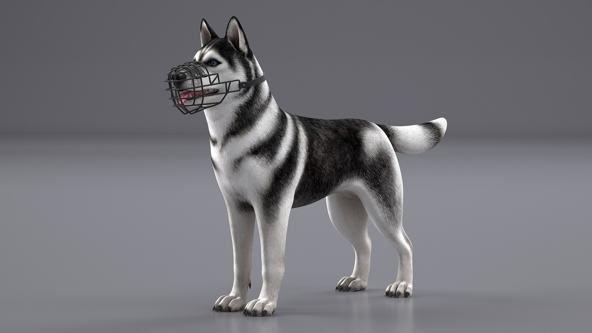 Siberian Husky Black And White With Muzzle 3D Model - TurboSquid 2282946