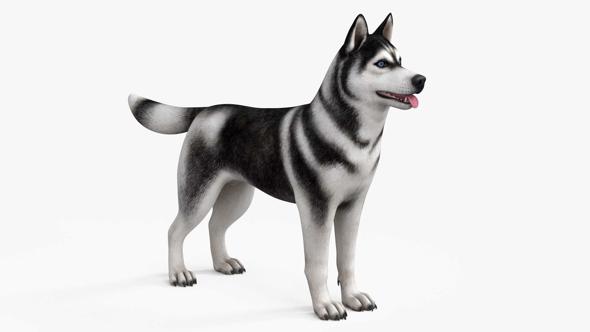Siberian Husky Black And White With Muzzle 3D Model - TurboSquid 2282946