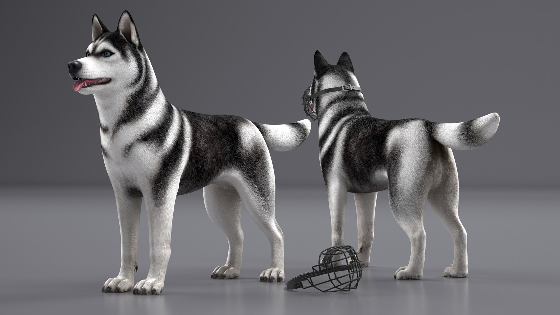 Siberian Husky Black And White With Muzzle 3D Model - TurboSquid 2282946