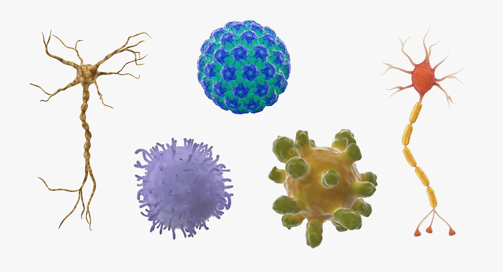 3D microscopic anatomy 2 model - TurboSquid 1445894