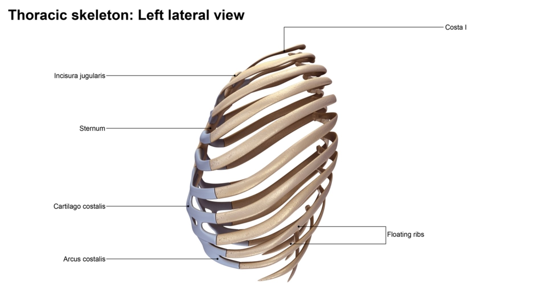 Ribcage Anatomy Obj