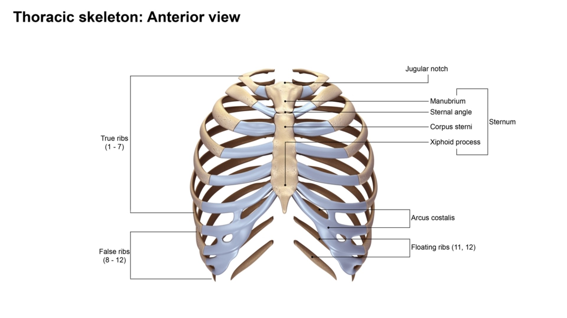 Ribcage Anatomy Obj