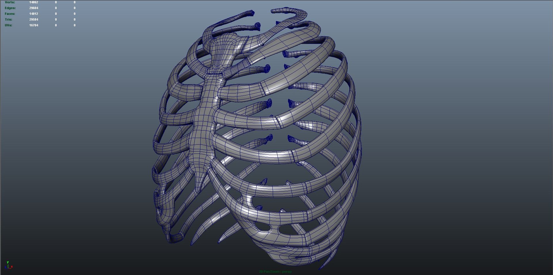 Ribcage Anatomy Obj