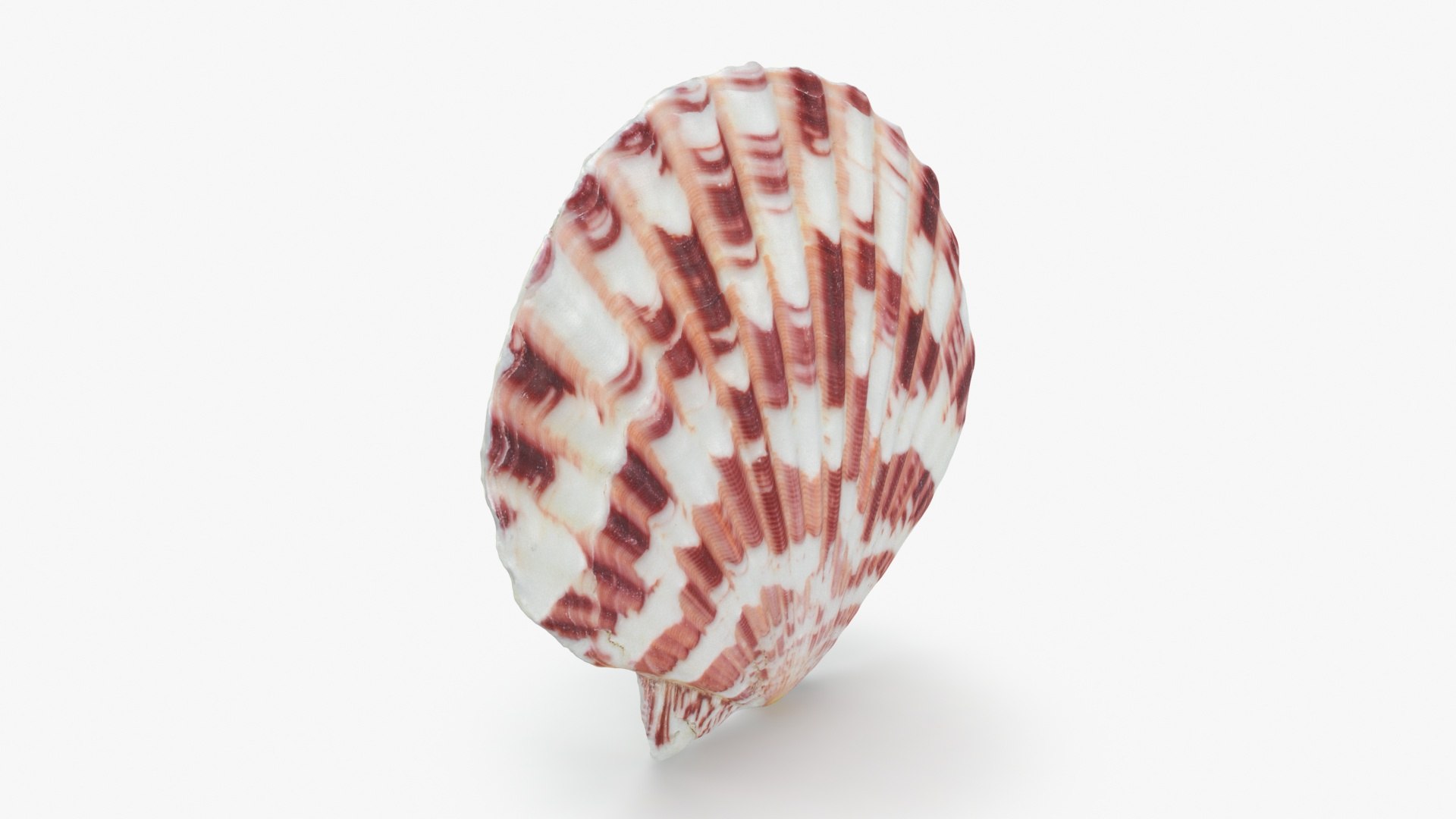 Argopecten Gibbus 3D - TurboSquid 2137680