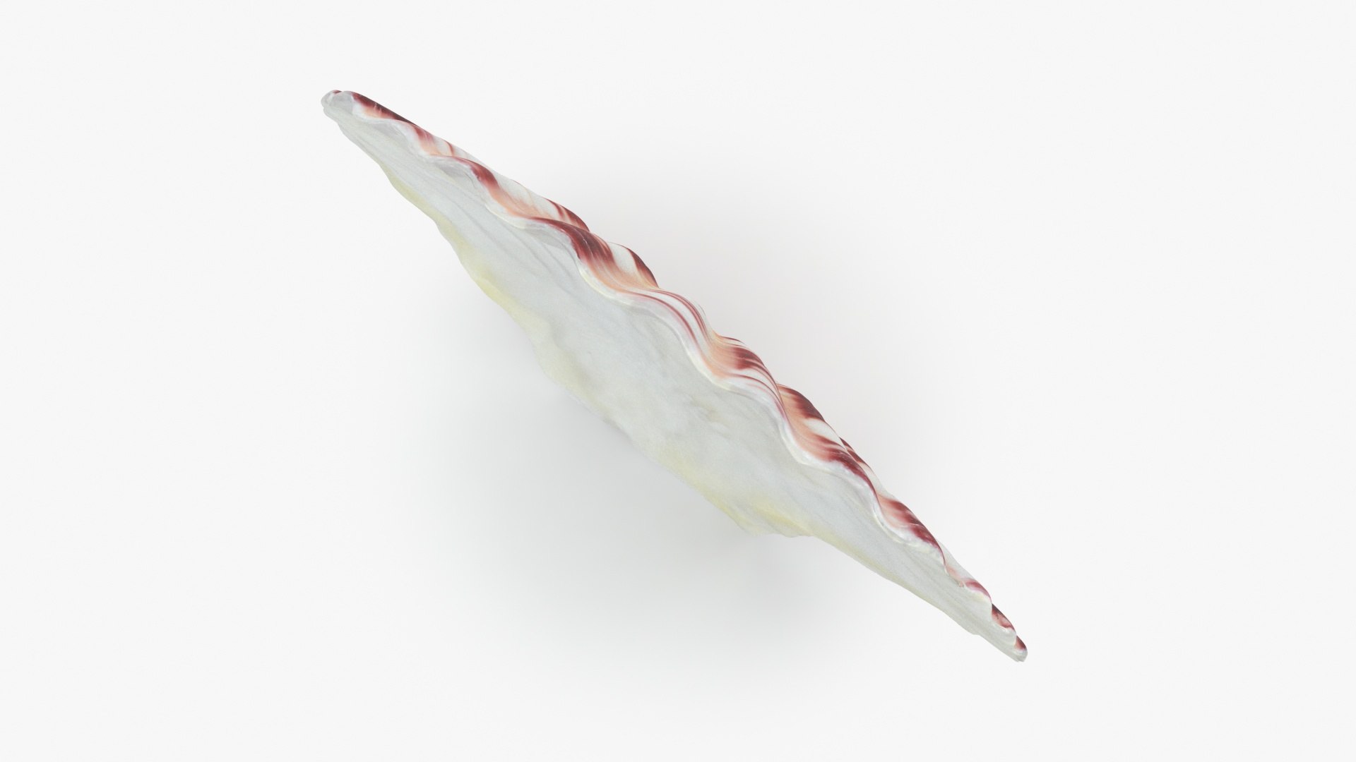 Argopecten Gibbus 3D - TurboSquid 2137680