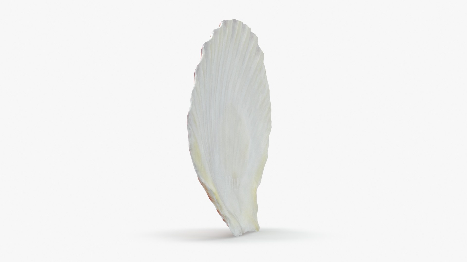 Argopecten Gibbus 3D - TurboSquid 2137680