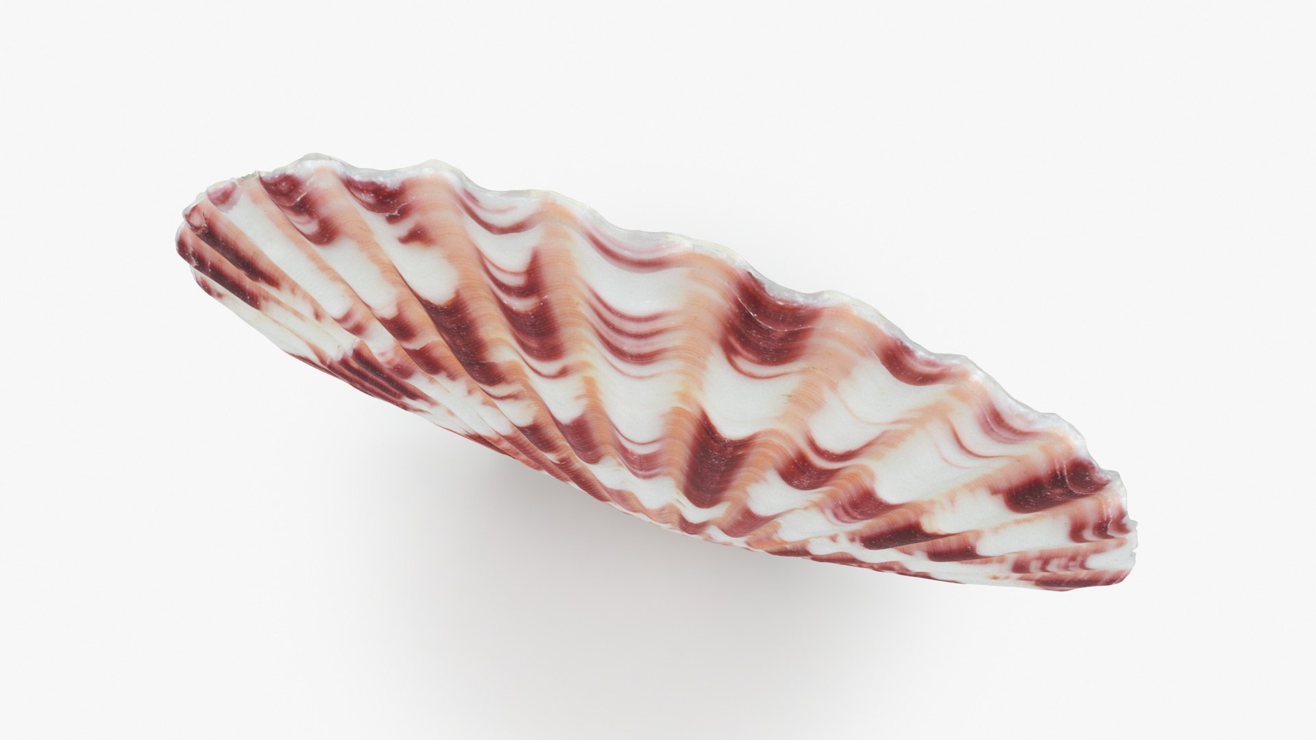 Argopecten Gibbus 3D - TurboSquid 2137680