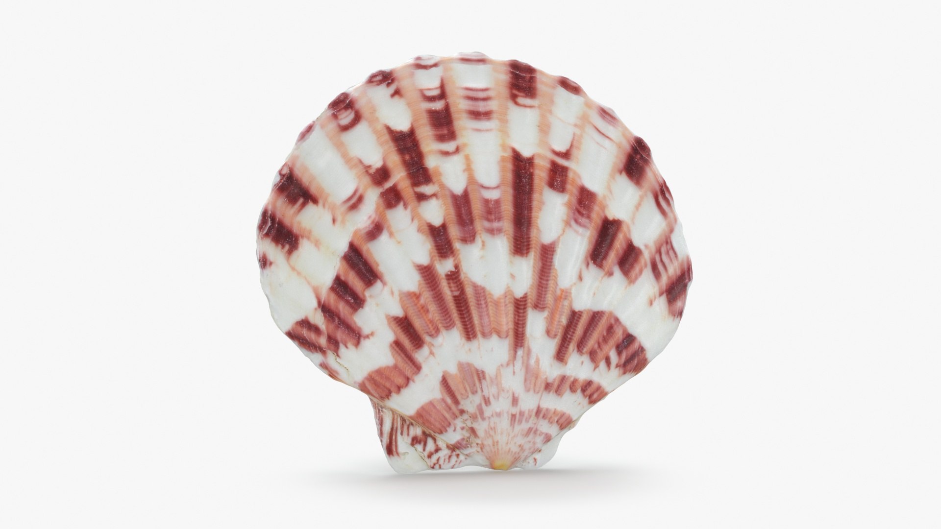 Argopecten Gibbus 3D - TurboSquid 2137680