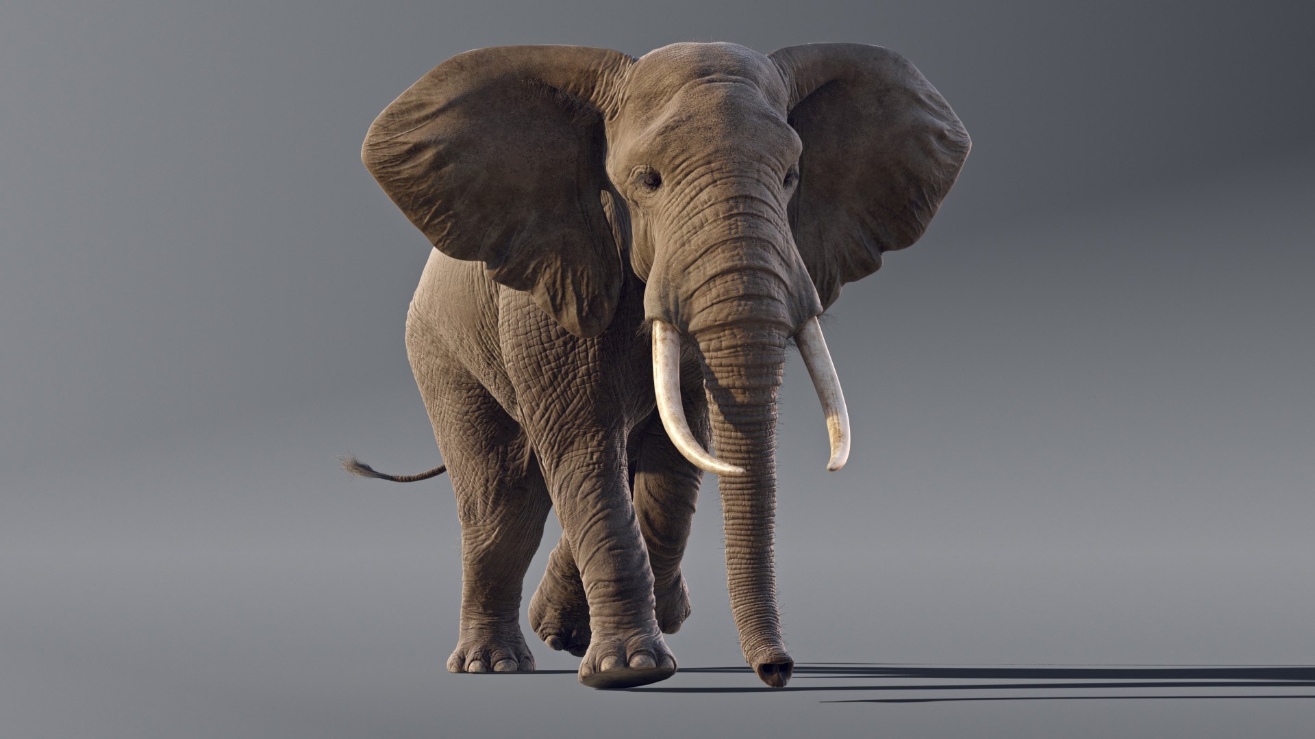 animated elephant 3d
