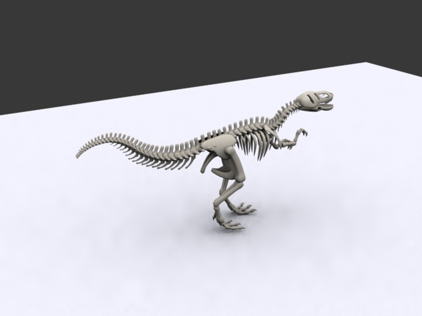 Skeleton Dino Skelet 3d Max