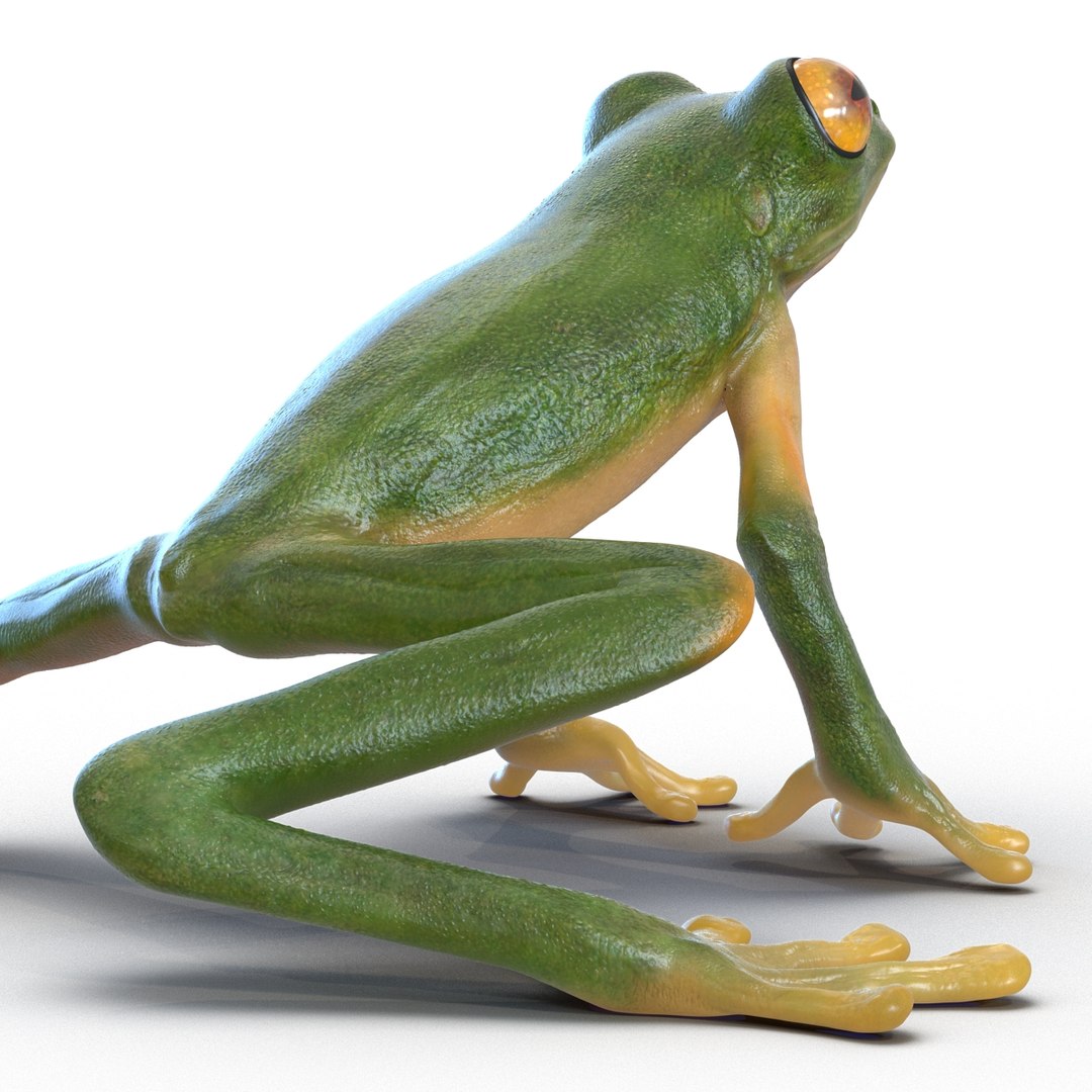 Tree Frog Pose 3 3d Max