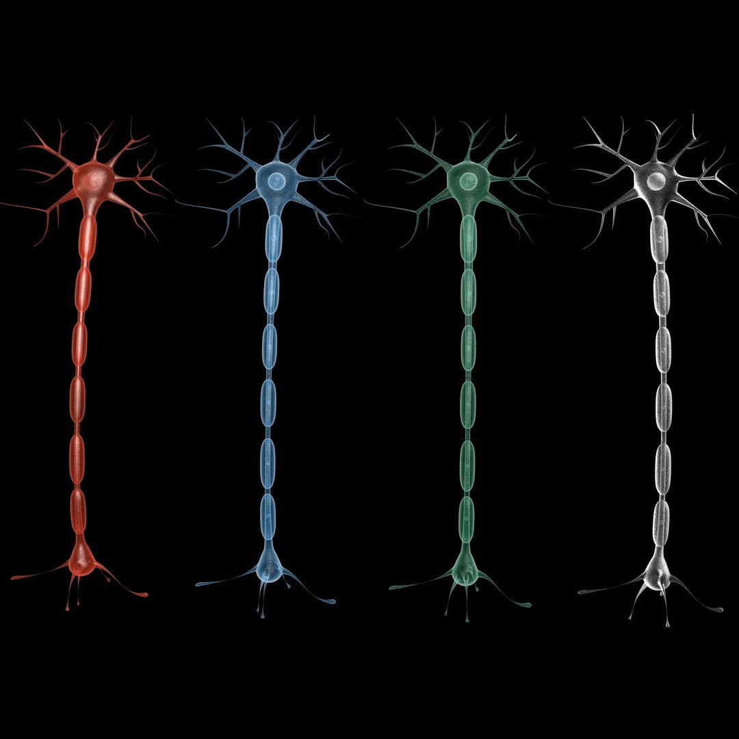 3d Neuron Model