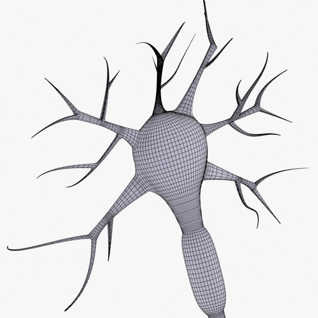 3d Neuron Model