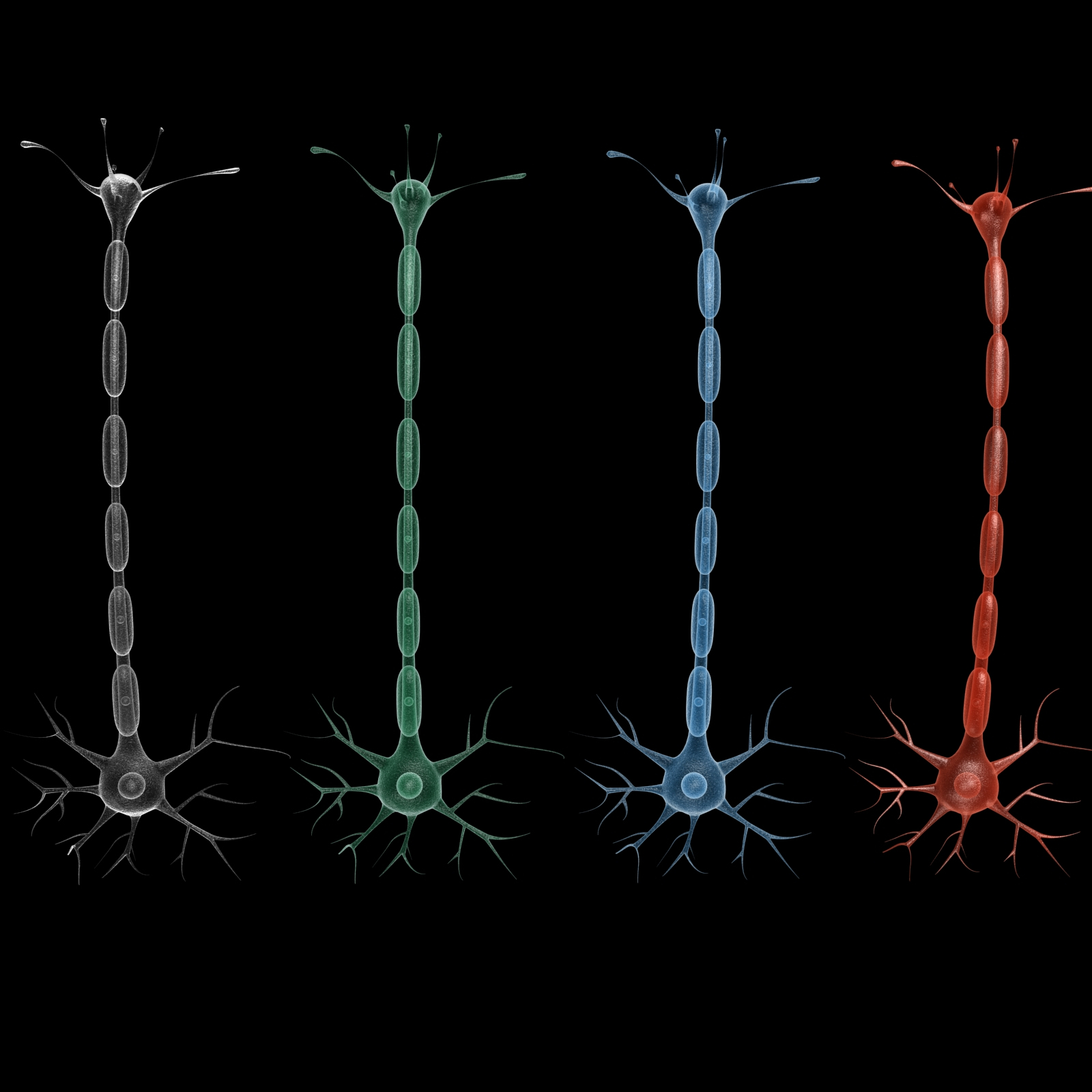 3d neuron model