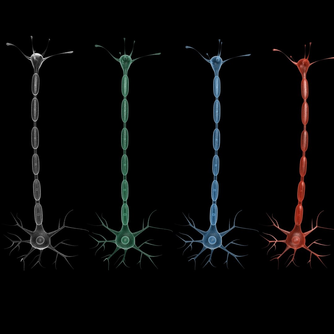3d Neuron Model
