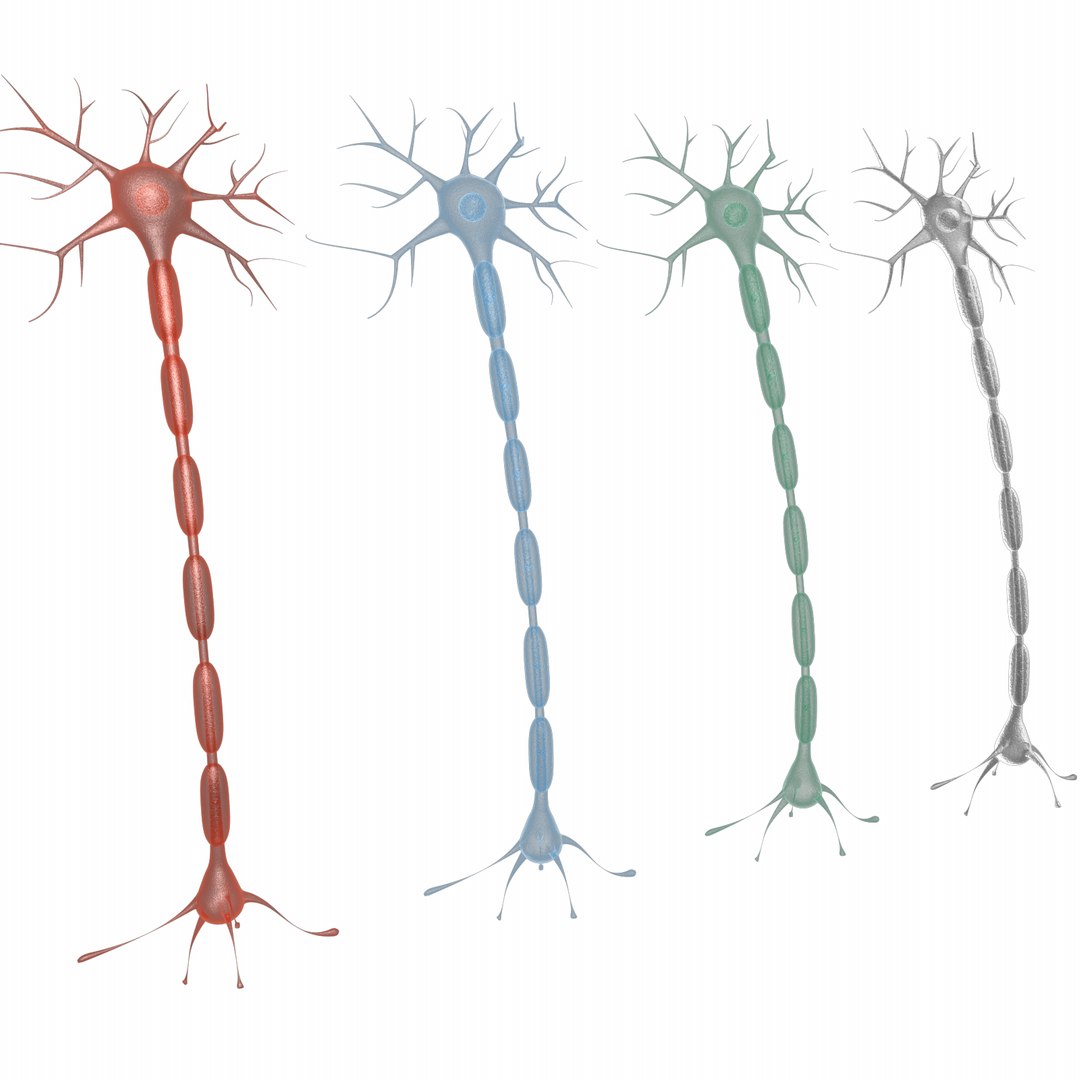 3d Neuron Model
