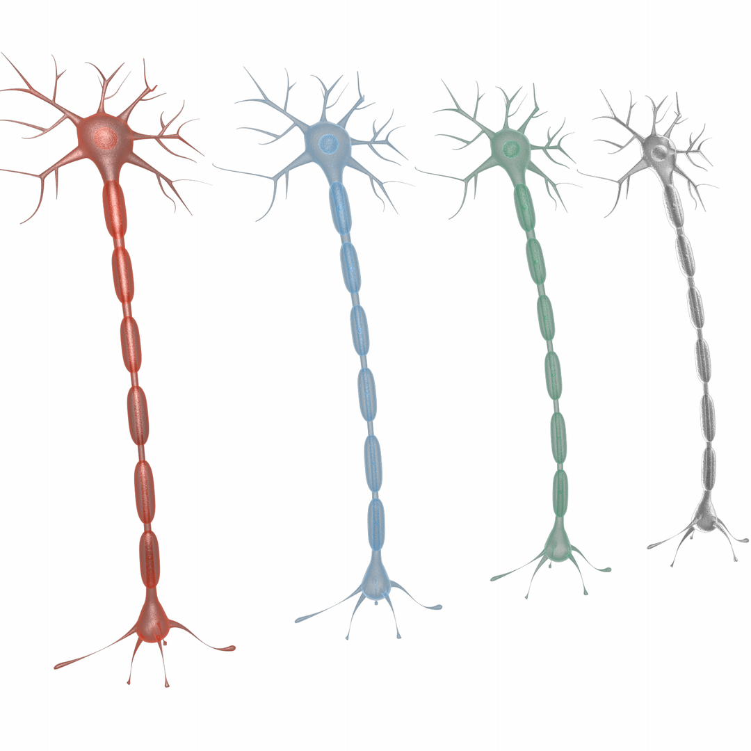 3d neuron model