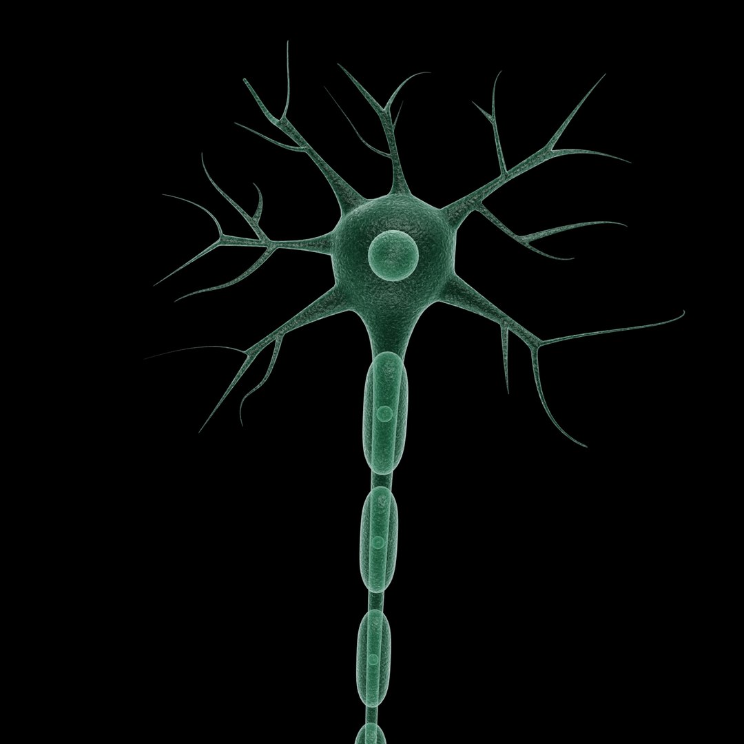 3d Neuron Model