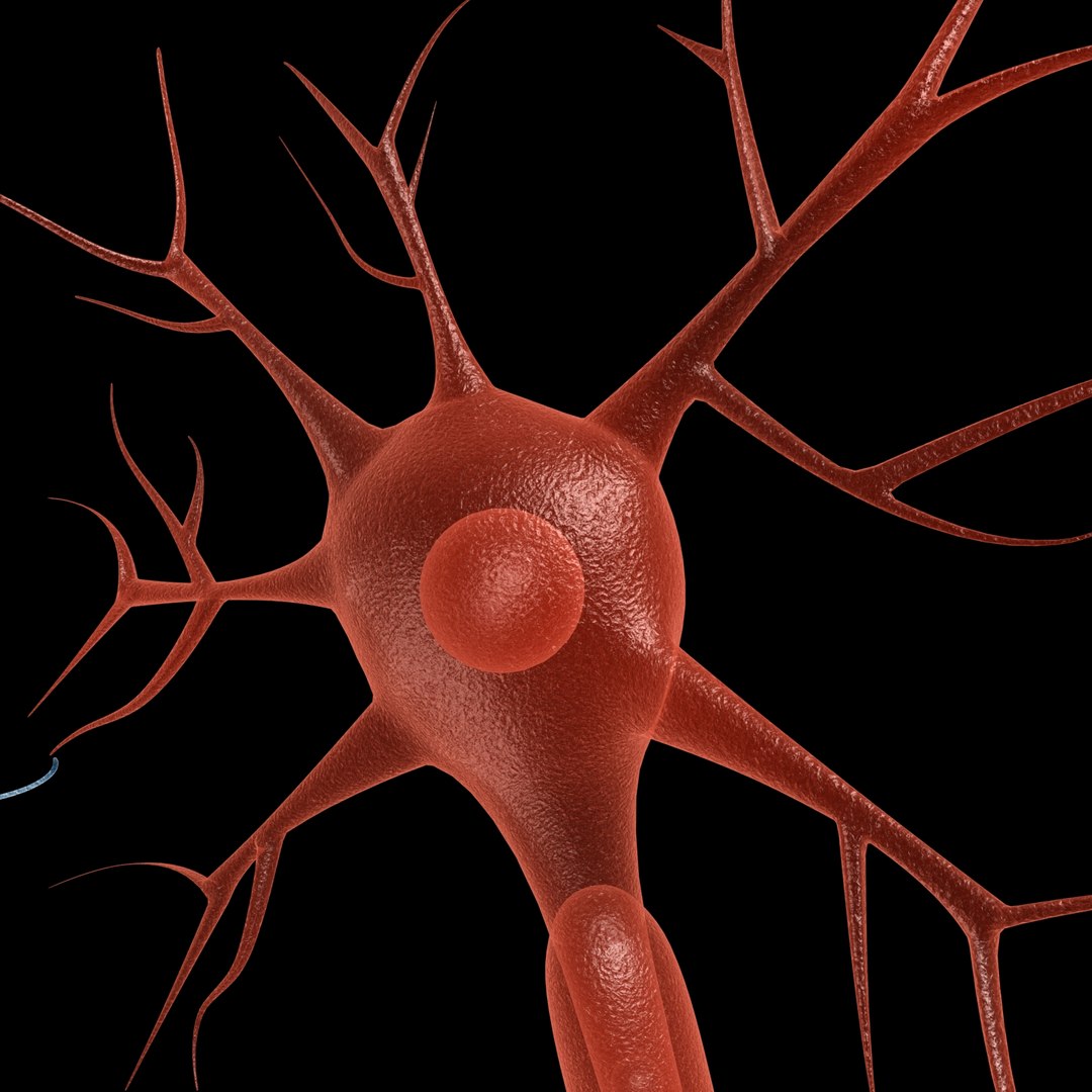 3d Neuron Model