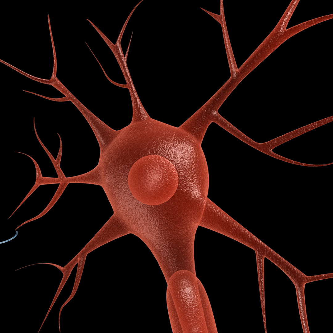 3d neuron model