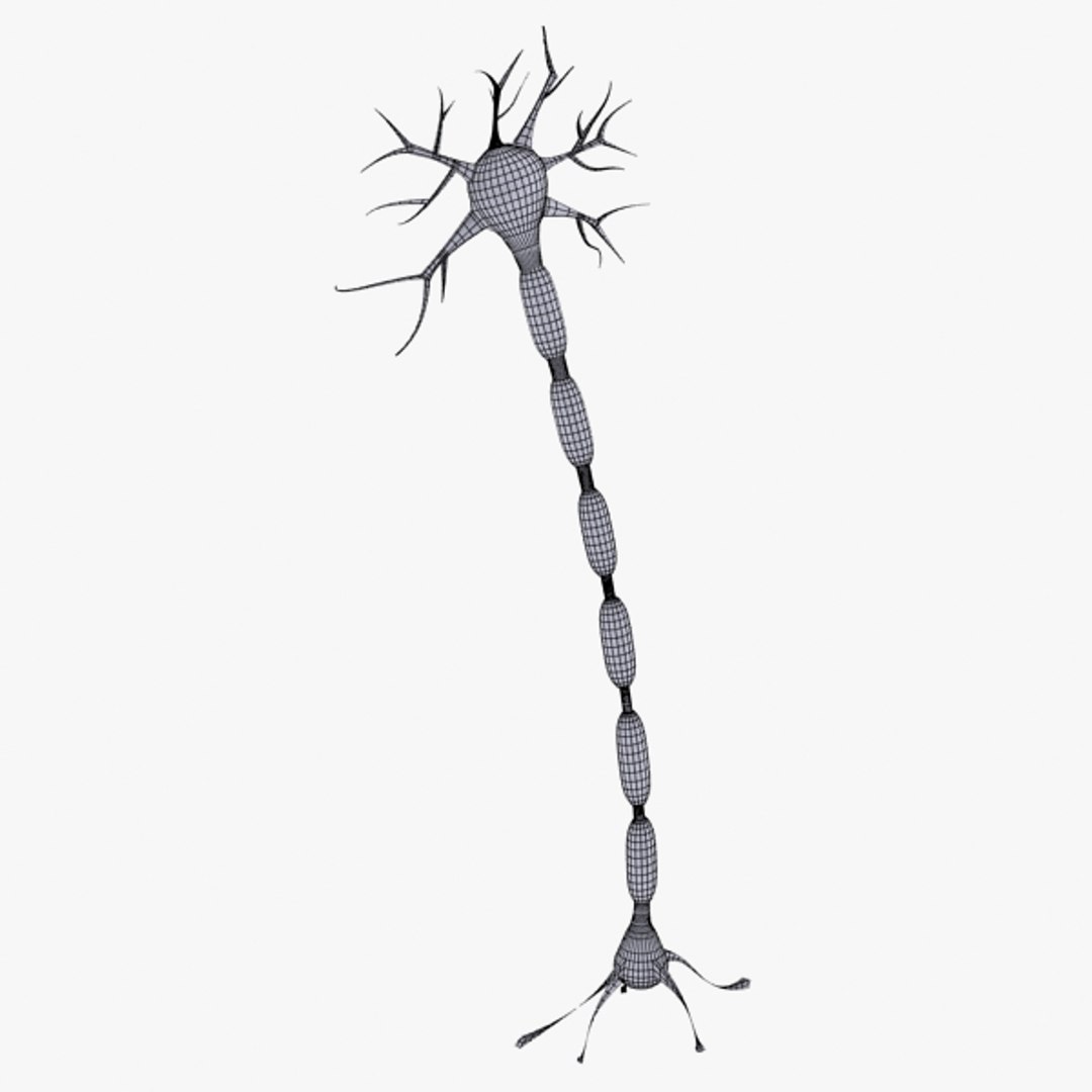 3d Neuron Model