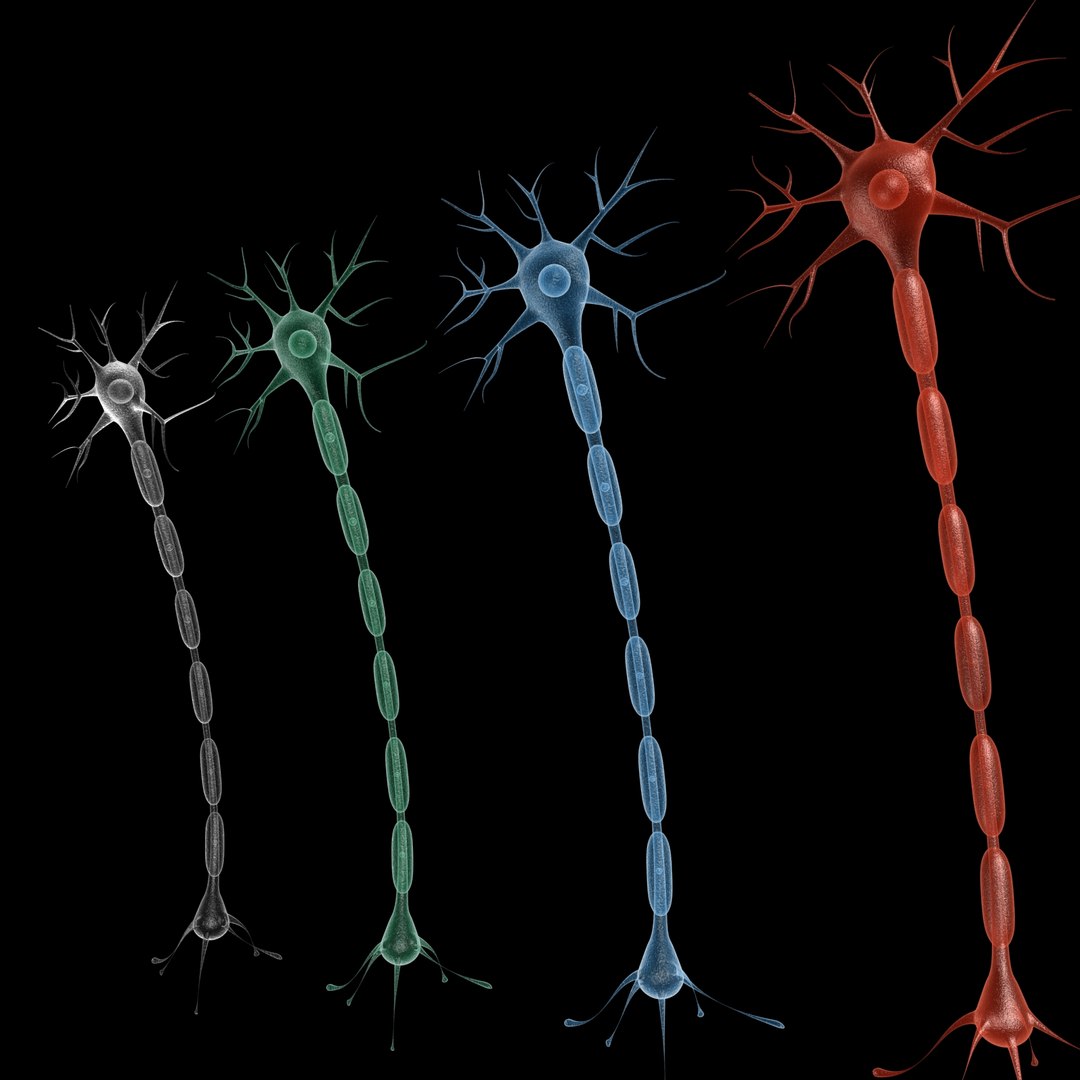 3d Neuron Model
