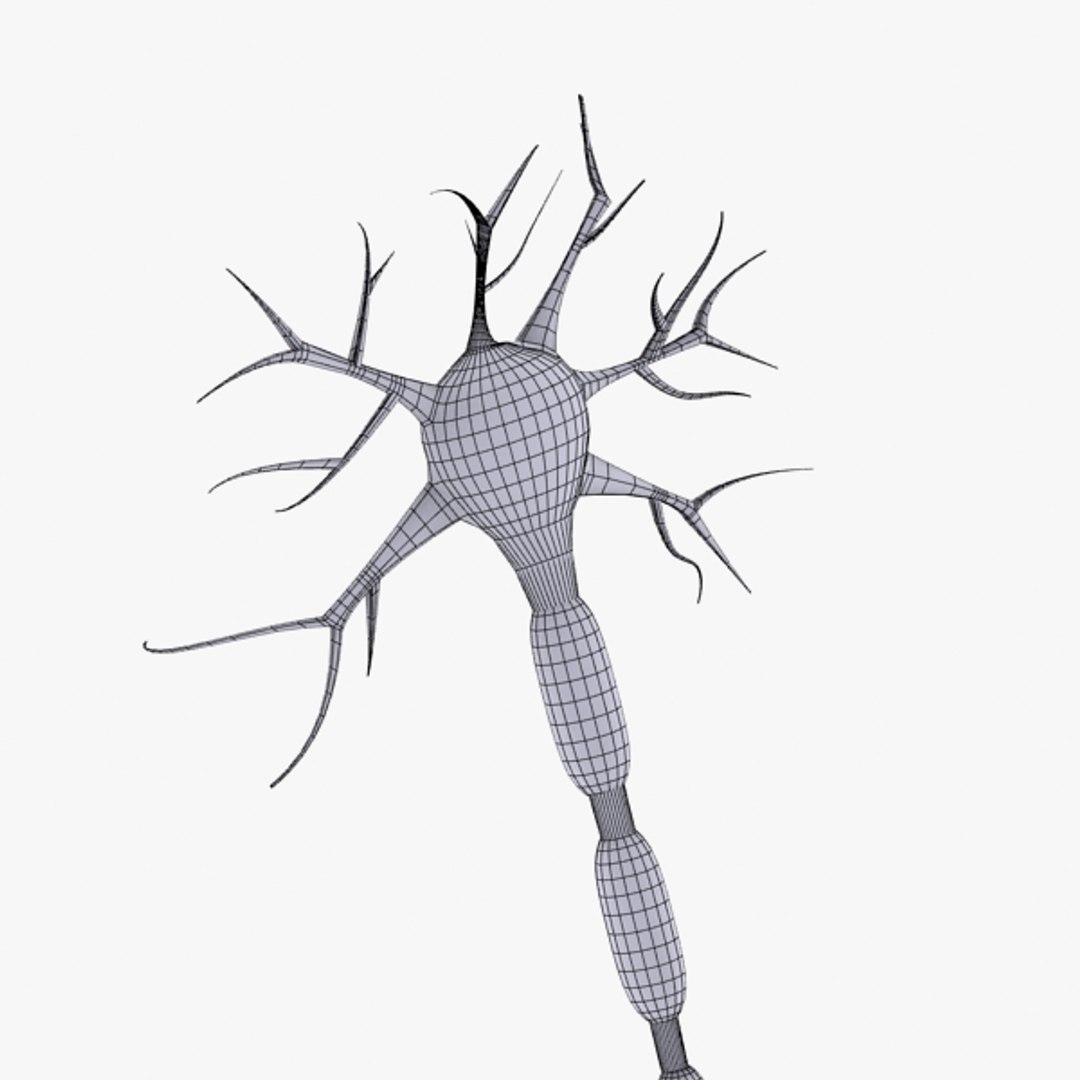 3d Neuron Model