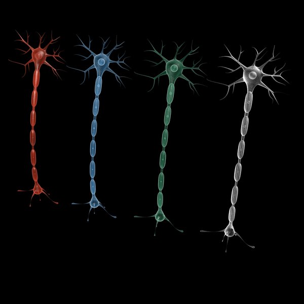 3d neuron model