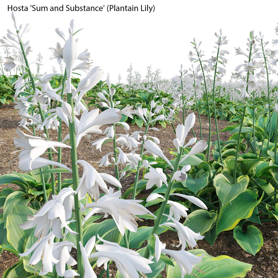 Hosta - Plantain Lily 3D Model - TurboSquid 1969308