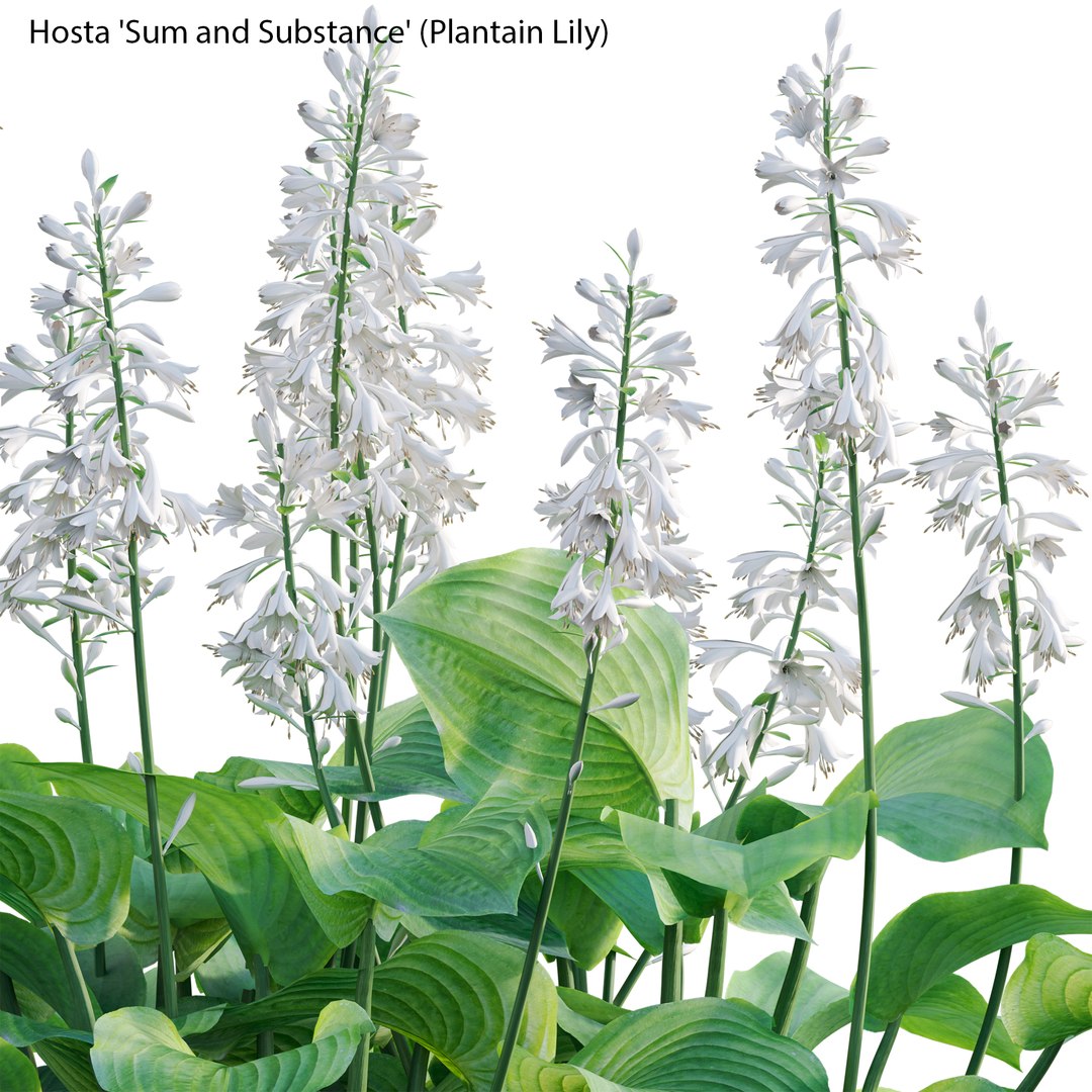 Hosta - Plantain Lily 3D Model - TurboSquid 1969308