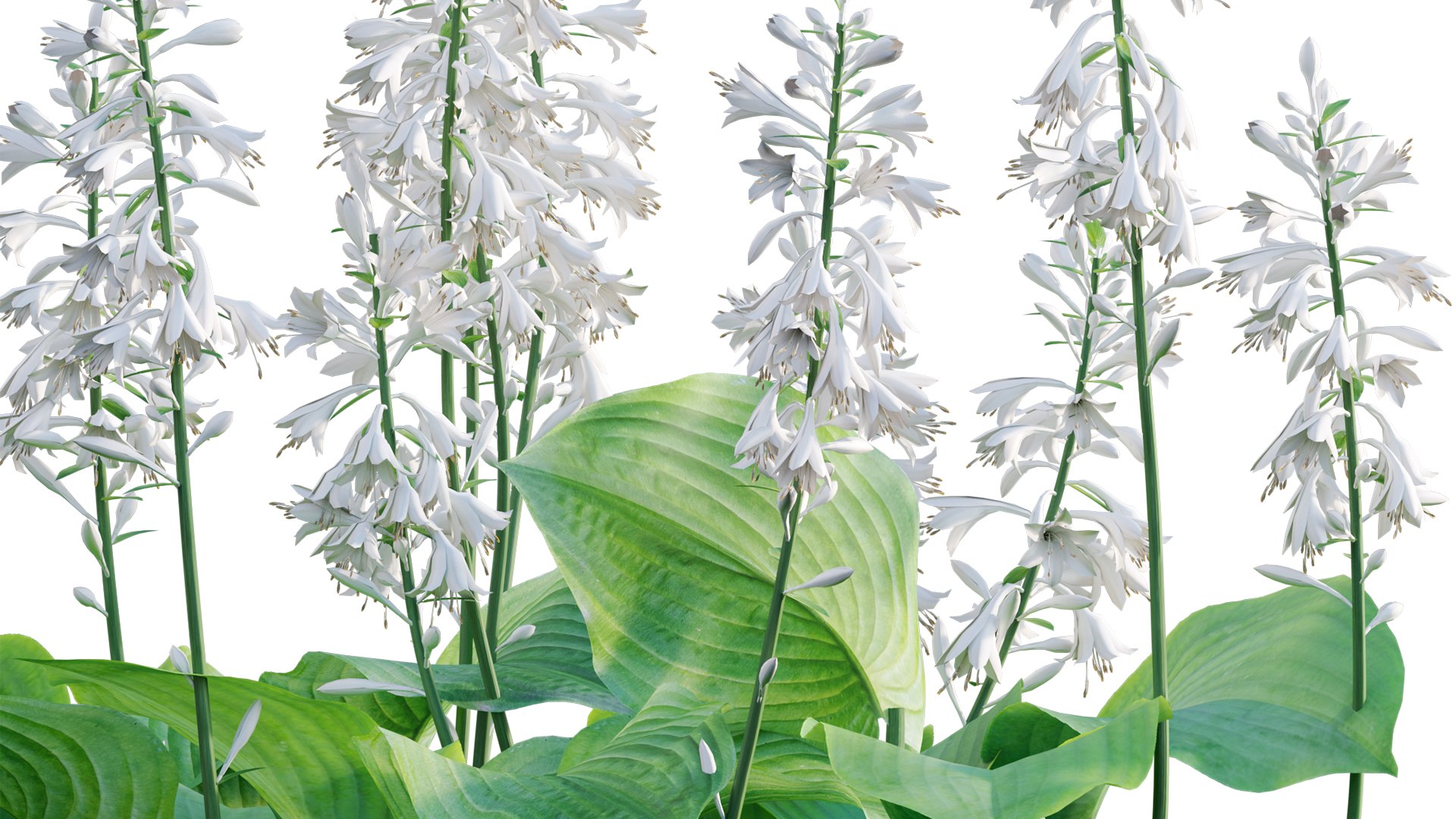 Hosta - Plantain Lily 3D Model - TurboSquid 1969308
