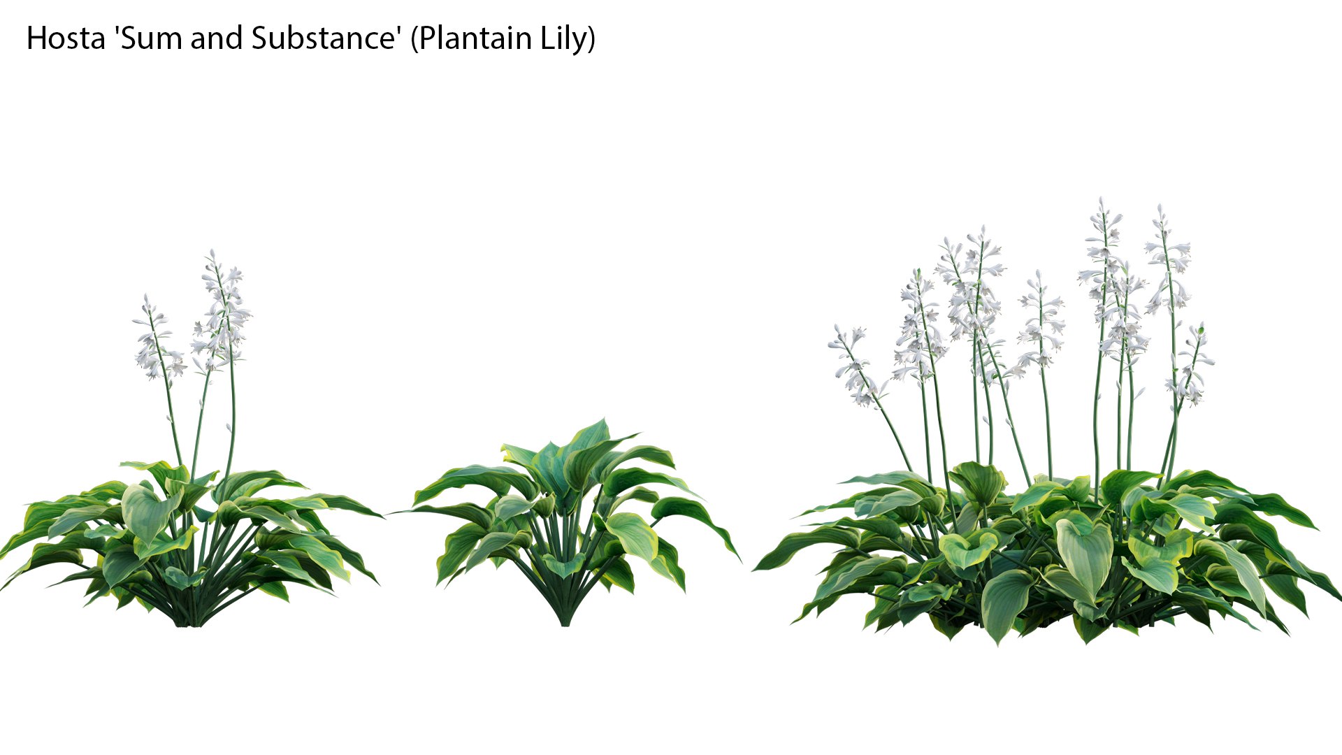 Hosta - Plantain Lily 3D Model - TurboSquid 1969308