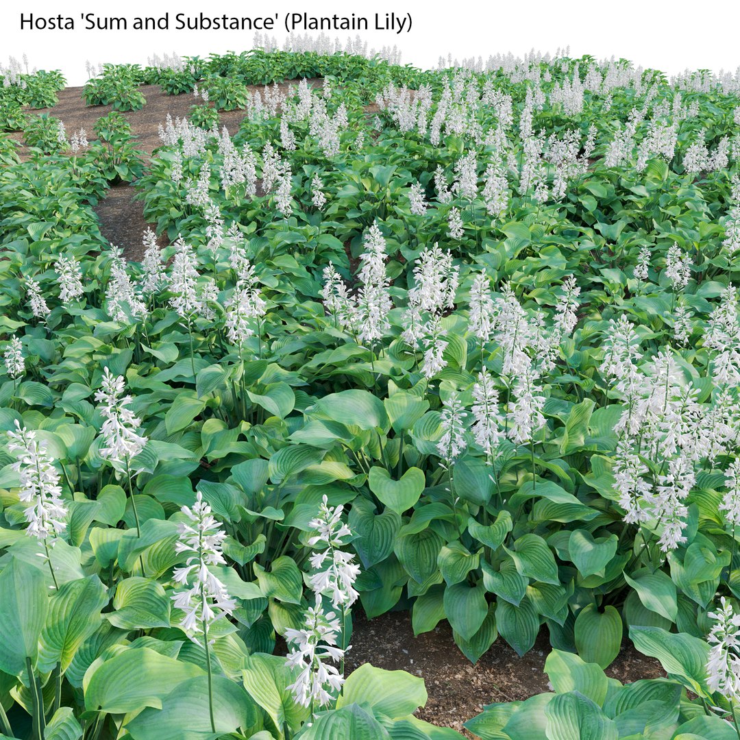 Hosta - Plantain Lily 3D Model - TurboSquid 1969308