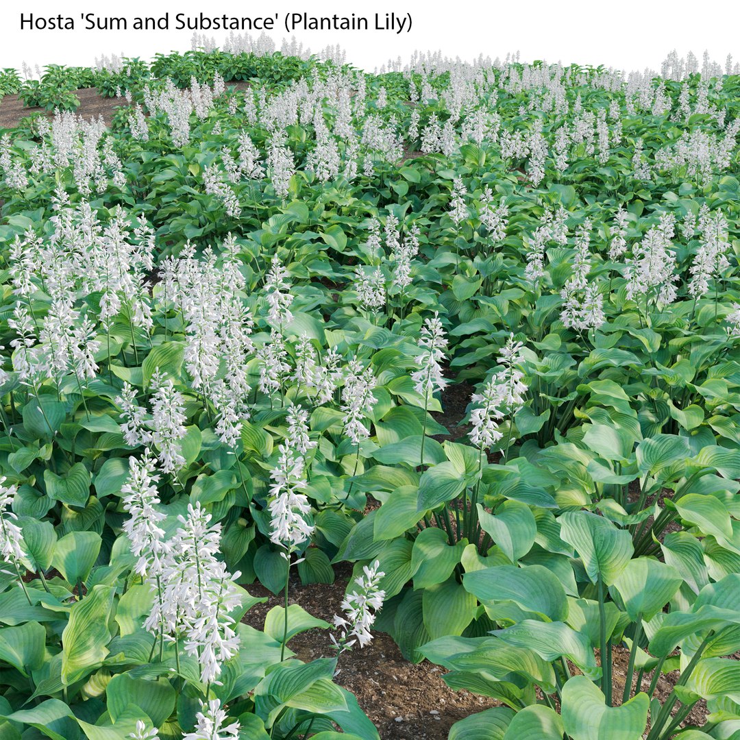 Hosta - Plantain Lily 3D Model - TurboSquid 1969308