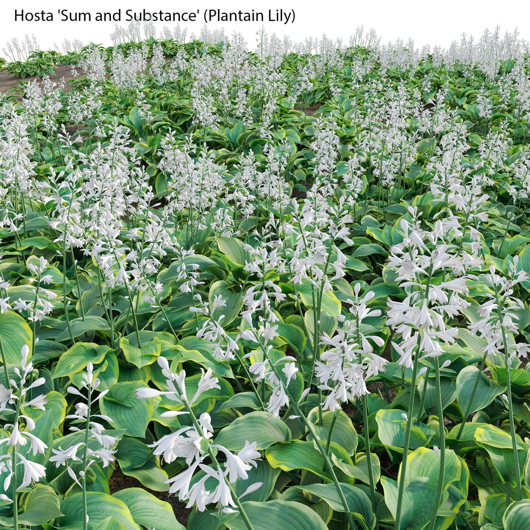 Hosta - Plantain Lily 3D Model - TurboSquid 1969308