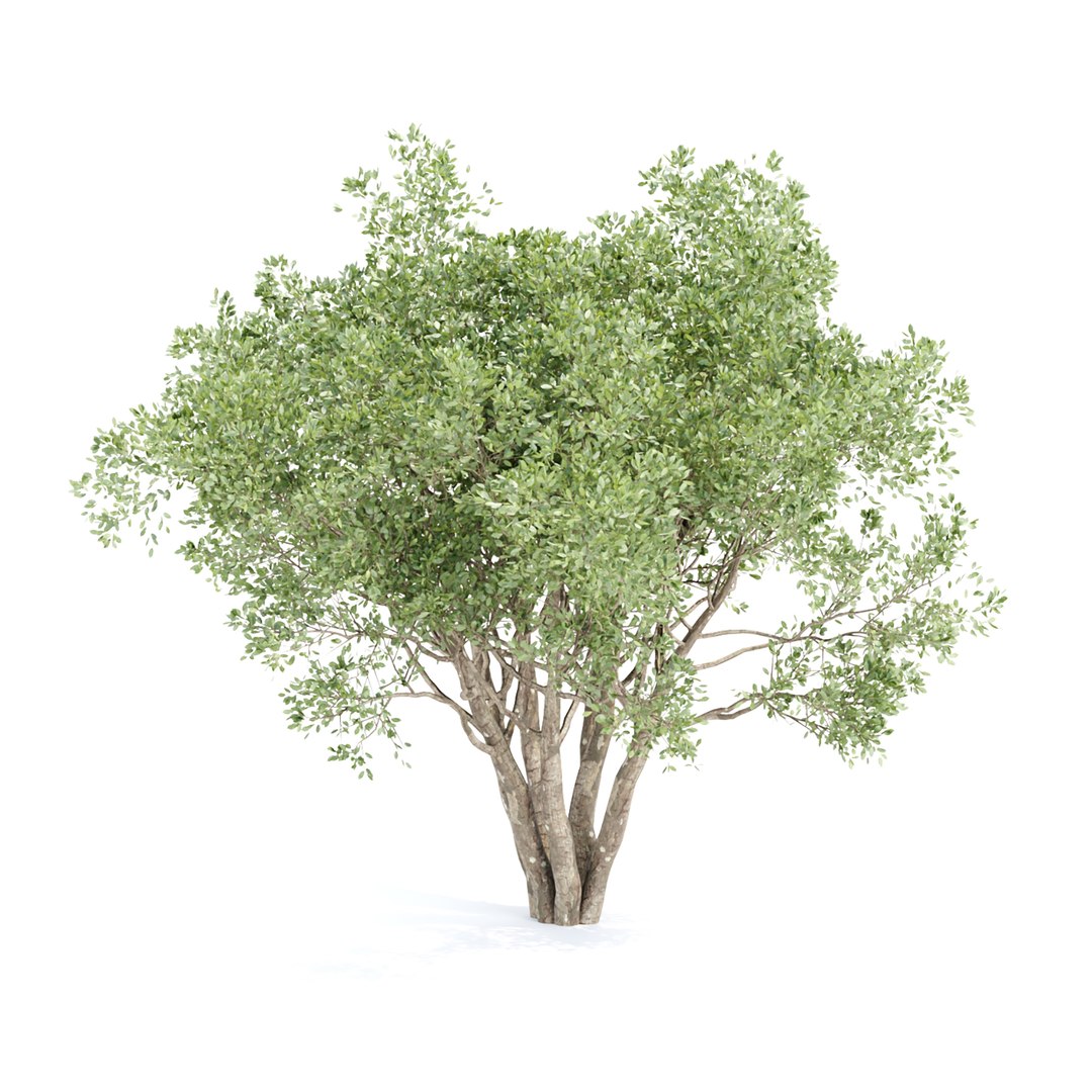3D Shrubs Collection Vol 241 - TurboSquid 2156295